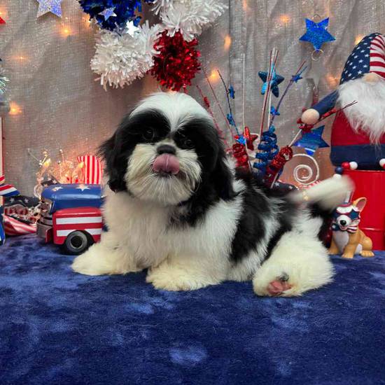 Puppy for Sale - Pets Plus Stafford