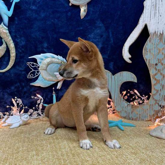 Puppy for Sale - Pets Plus Stafford