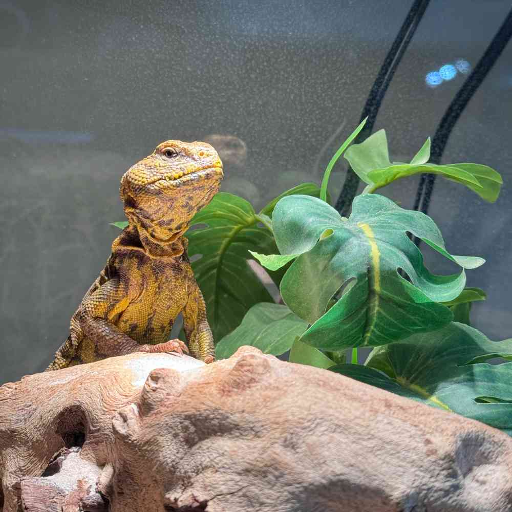 Pets for Sale by Breed - Pets Plus Stafford