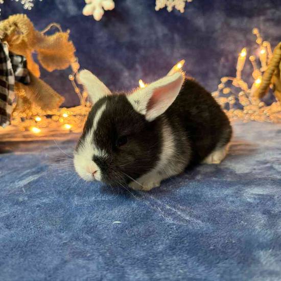 Adoption Rabbit Small Animals for Sale {location_separator} Pets Plus ...