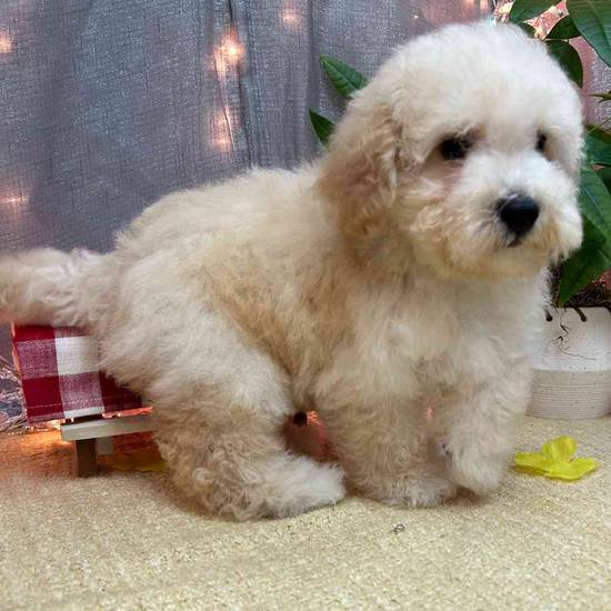 Puppy for Sale - Pets Plus Stafford