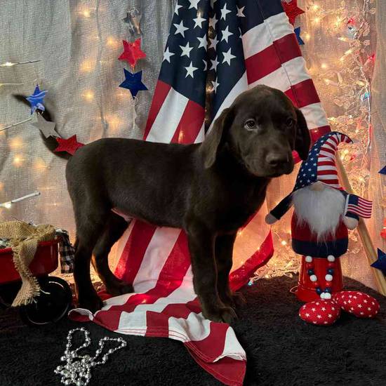 Puppy for Sale - Pets Plus Stafford