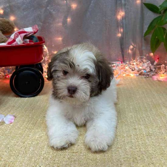 Puppy for Sale - Pets Plus Stafford