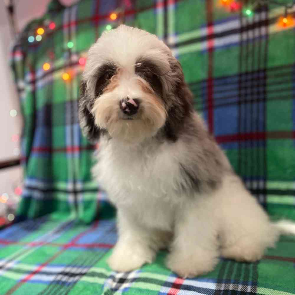 Mini Portidoodle Puppies for sale - Pets Plus Stafford