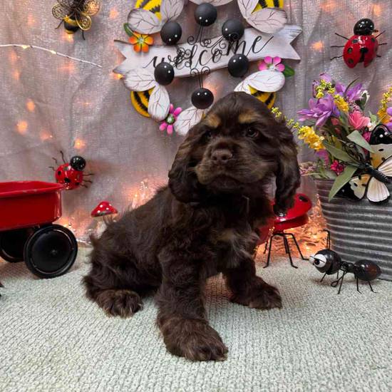 Puppy for Sale - Pets Plus Stafford