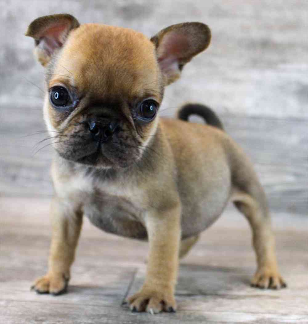 Frug Puppies for sale - Pets Plus Stafford