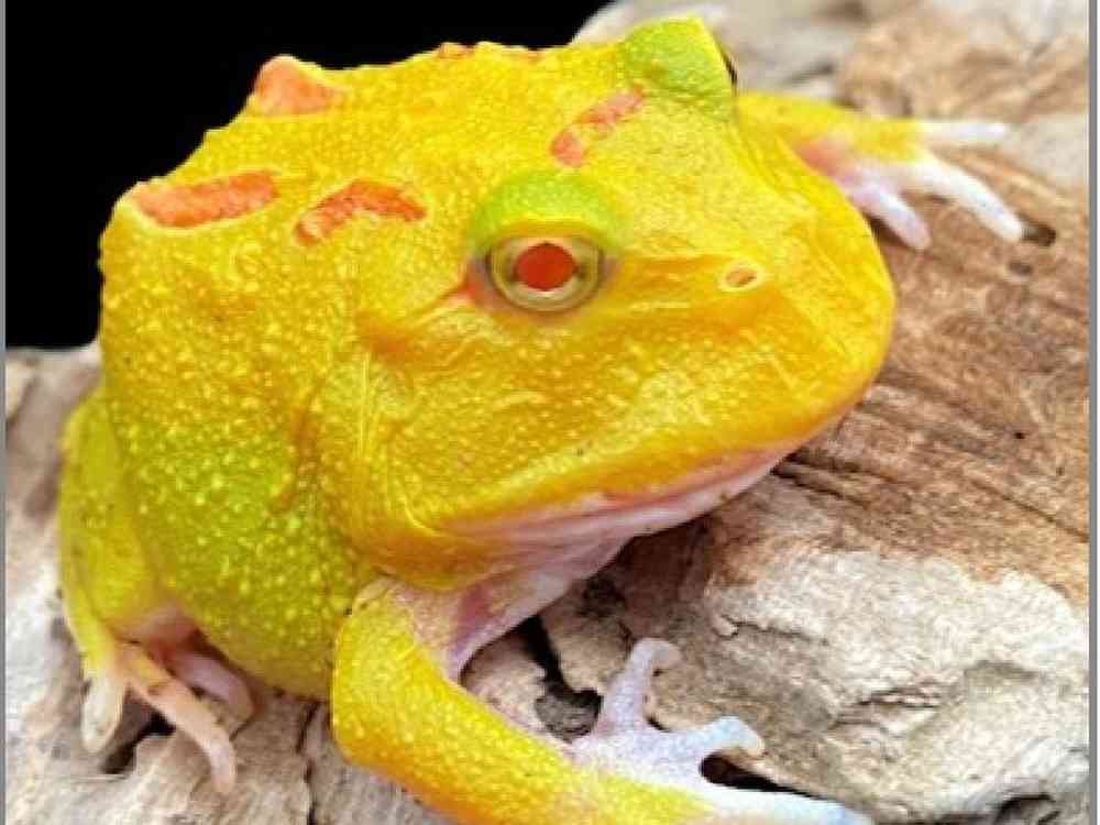 Axolotl Amphibians for sale - Pets Plus Stafford