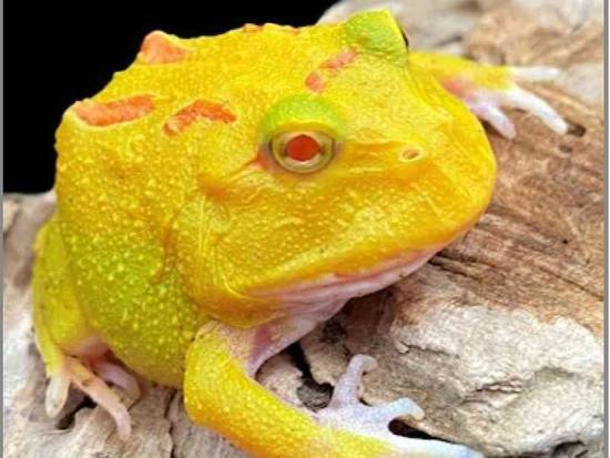 Amphibian for Sale - Pets Plus Stafford