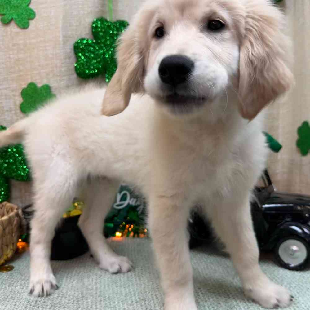 Golden Retriever Puppy for sale - Pets Plus Stafford