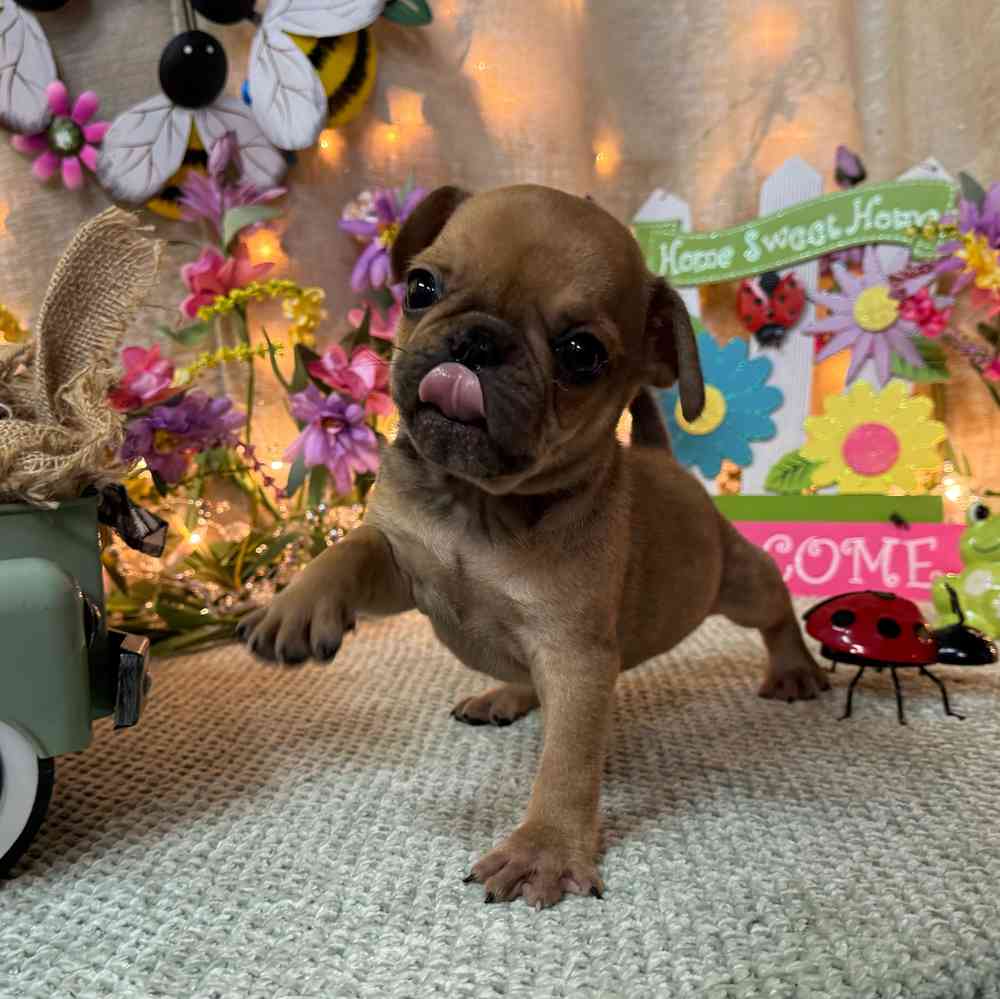 Frug Puppies for sale - Pets Plus Stafford