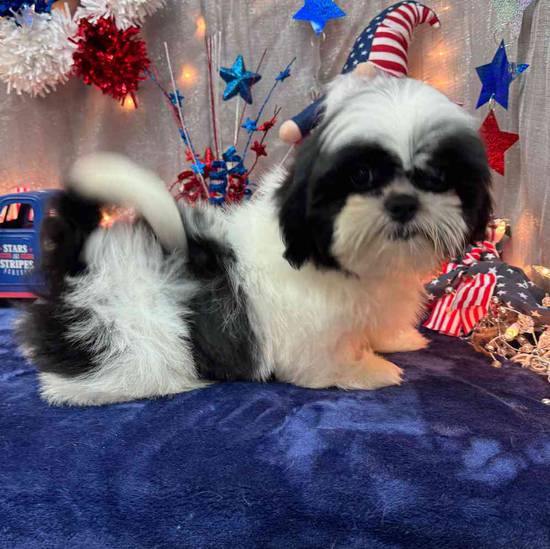 Puppy for Sale - Pets Plus Stafford