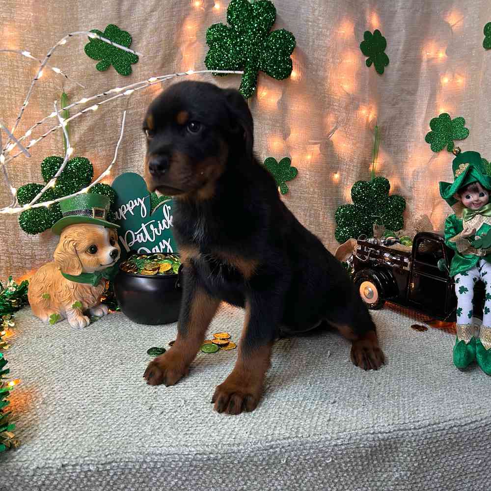 Rottweiler Puppy for sale - Pets Plus Stafford