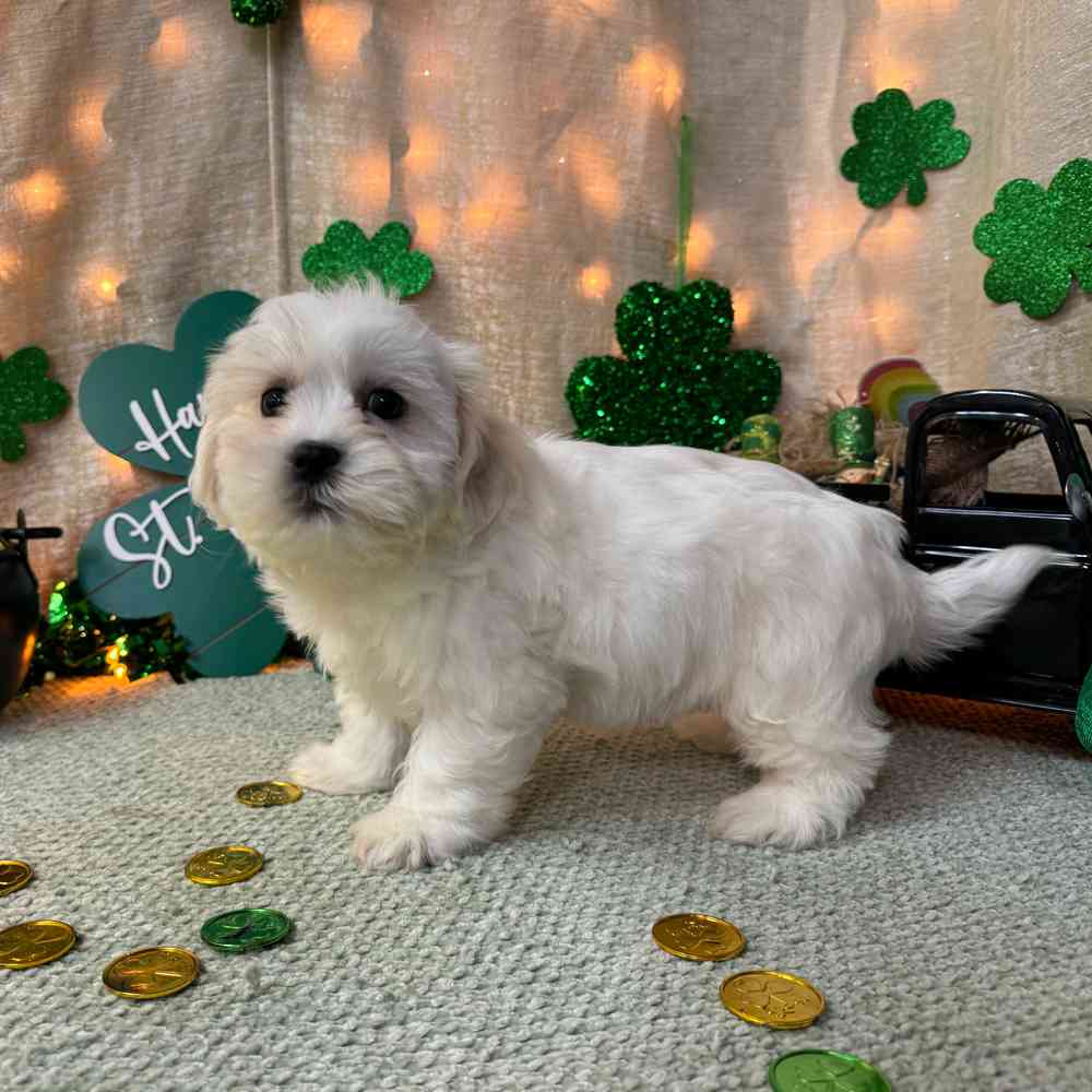Pets Plus