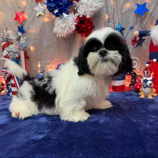Puppy for Sale - Pets Plus Stafford
