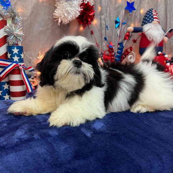Puppy for Sale - Pets Plus Stafford