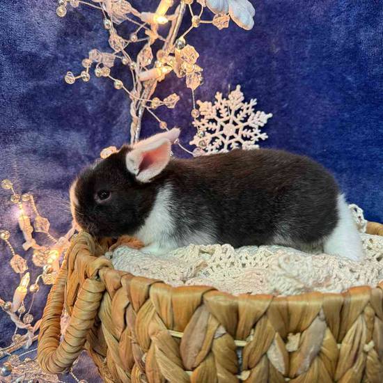 Adoption Rabbit Small Animals for Sale {location_separator} Pets Plus ...