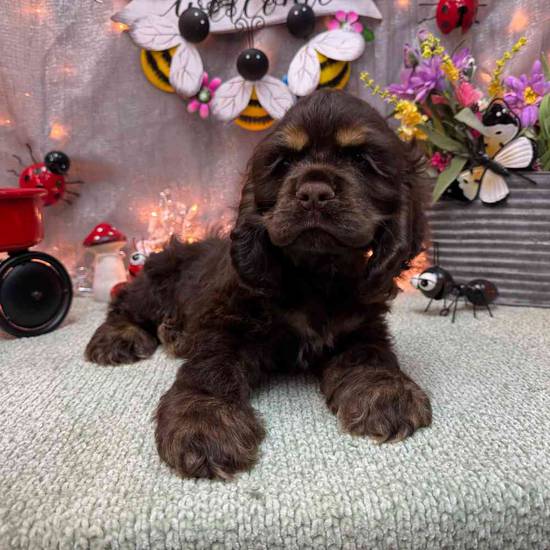 Puppy for Sale - Pets Plus Stafford