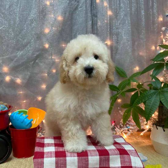 Puppy for Sale - Pets Plus Stafford