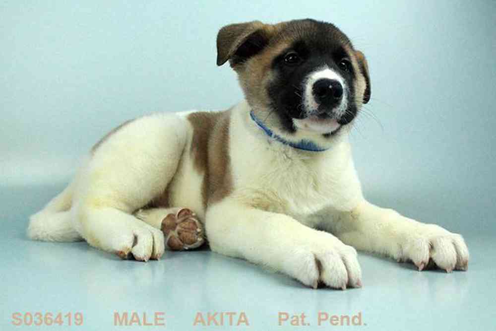 Akita Puppies for sale - Pets Plus Stafford
