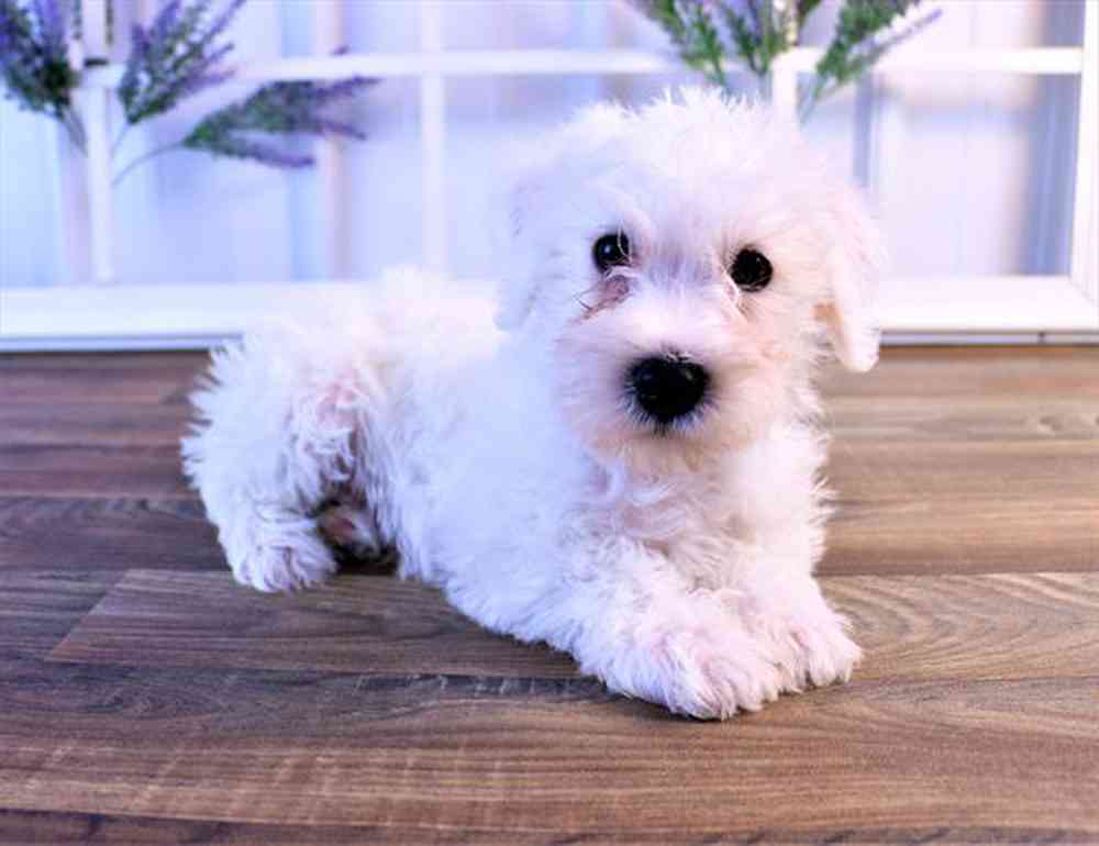 Mini Chonzer Puppies for sale - Pets Plus Stafford