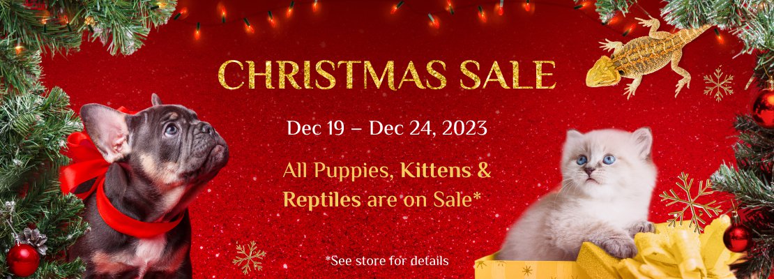 Pets for Sale - Pets Plus Stafford
