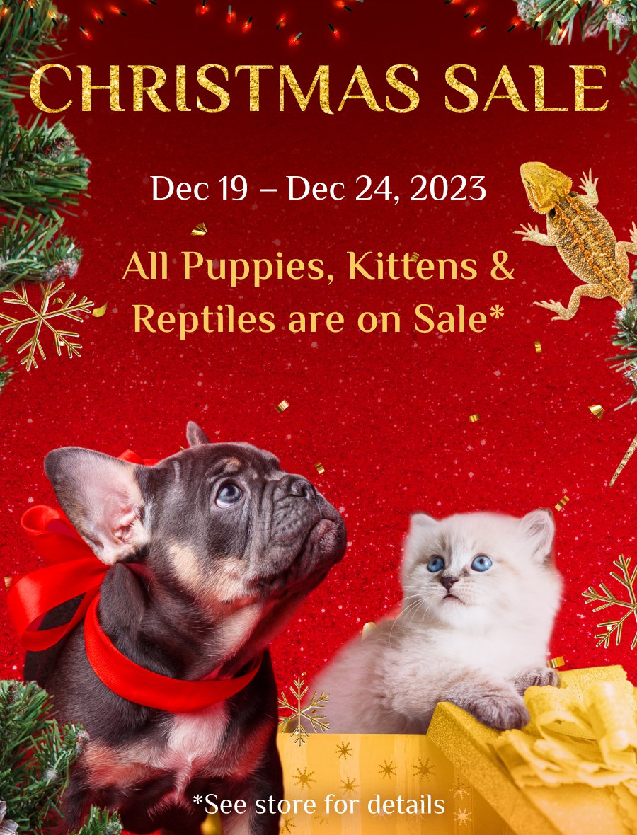 Pets for Sale - Pets Plus Stafford